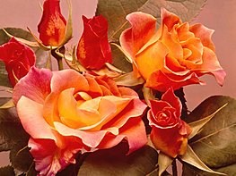 Ann Spohr Obituary - Stafford, VA