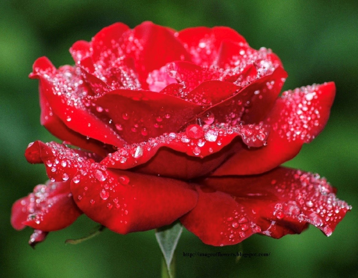 Ruth Pulido Obituary - Colton, CA