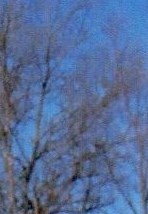Brenda Strickland Obituary - Dallas, TX Brenda Strickland Obituary - Dallas, TX