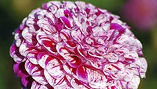 Jean Stockman Obituary - Hackensack, NJ