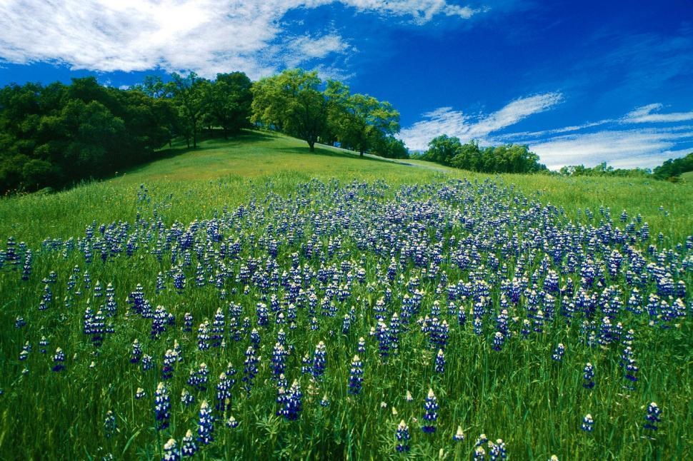 Ellen Weyant Obituary - Salem, OR