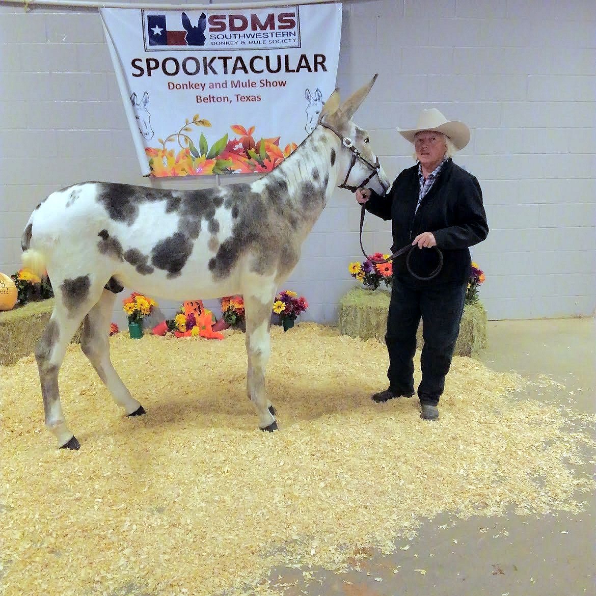 Dr. Susan Lee Thomas, D.V.M. Obituary - Houston, TX