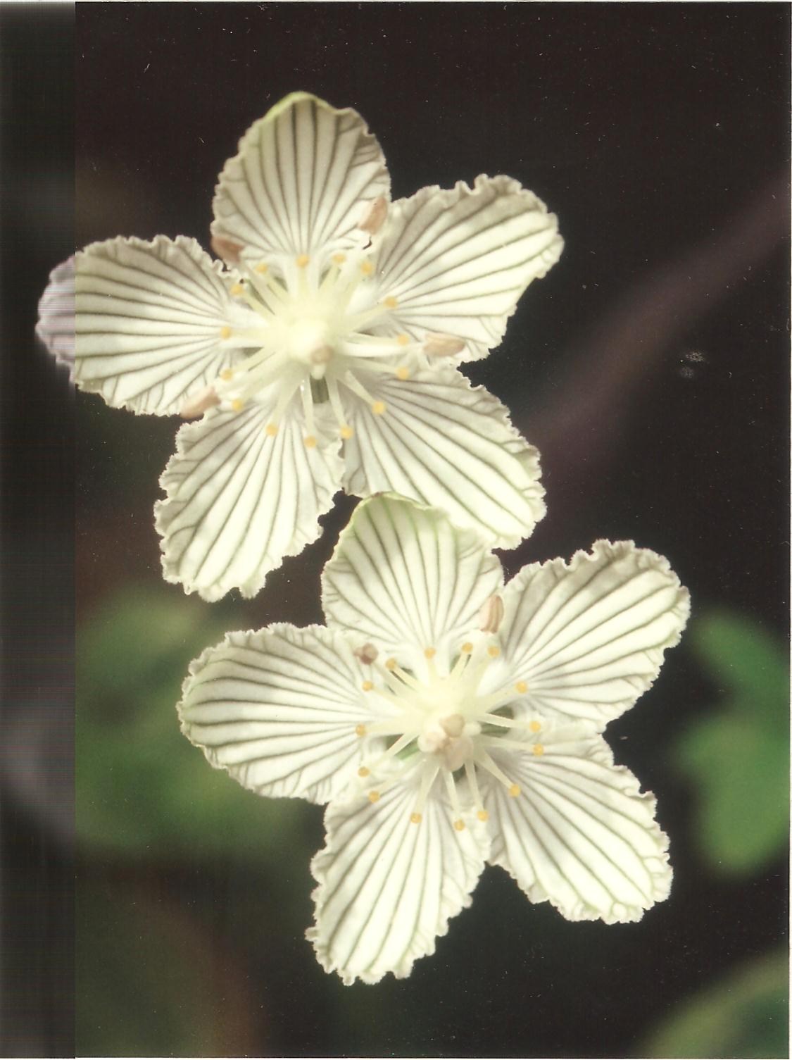 Phoebe Krome Obituary - Homestead, FL