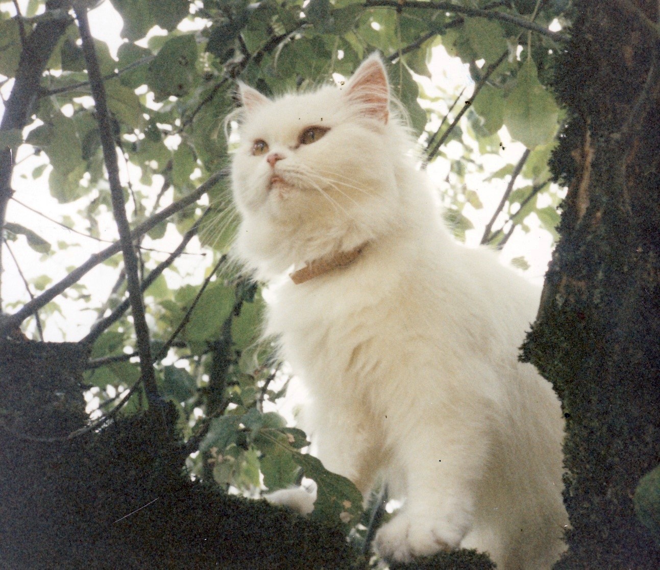 Stuart Little Snowbell Breed