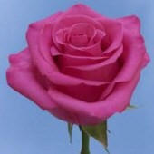 Shirley Delk Obituary - San Antonio, TX