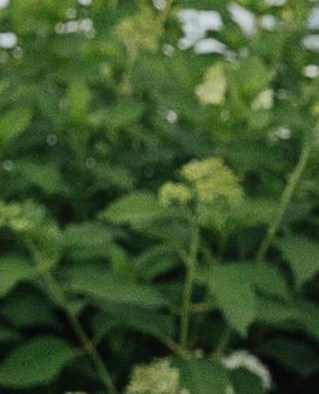 Alfreda Fry Obituary Toms River Nj