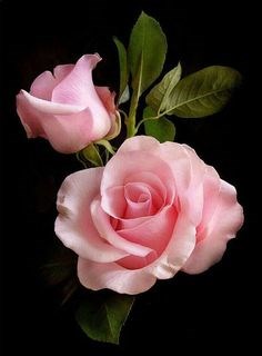 Hermia Jane Isbell Haynes Obituary - Collierville, TN