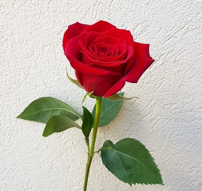 Mary Judith Foster Obituary - Yuma, AZ