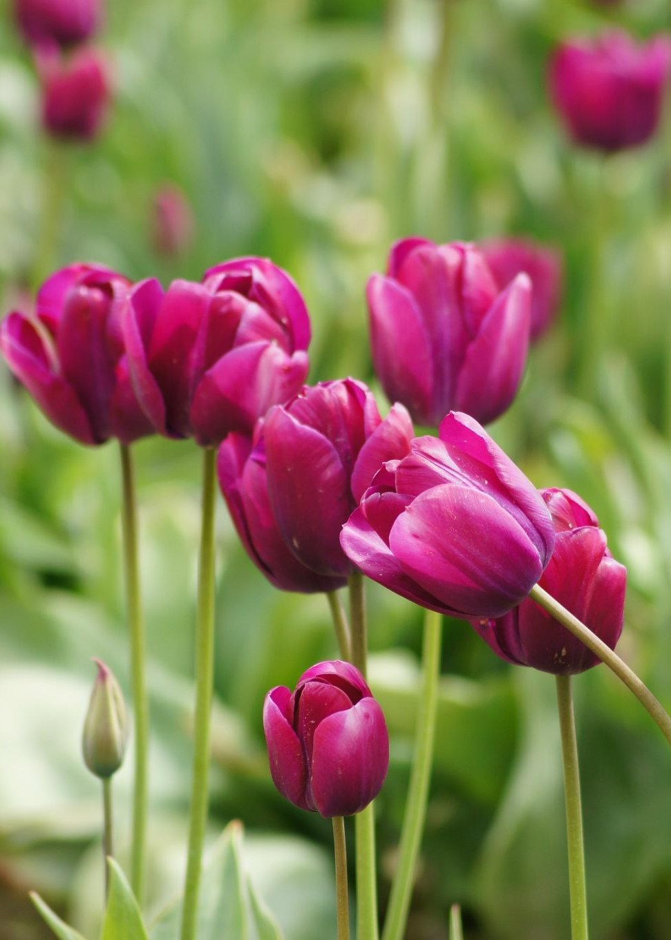 Ping Tse avis de décès - Vancouver, BC