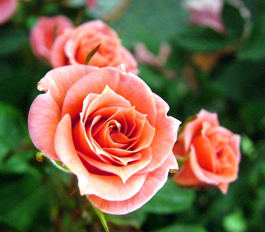 Shirley Jesberg Obituary - Sun City, AZ