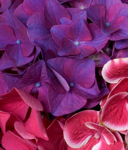 Judy JENSEN Obituary - Parksville, BC