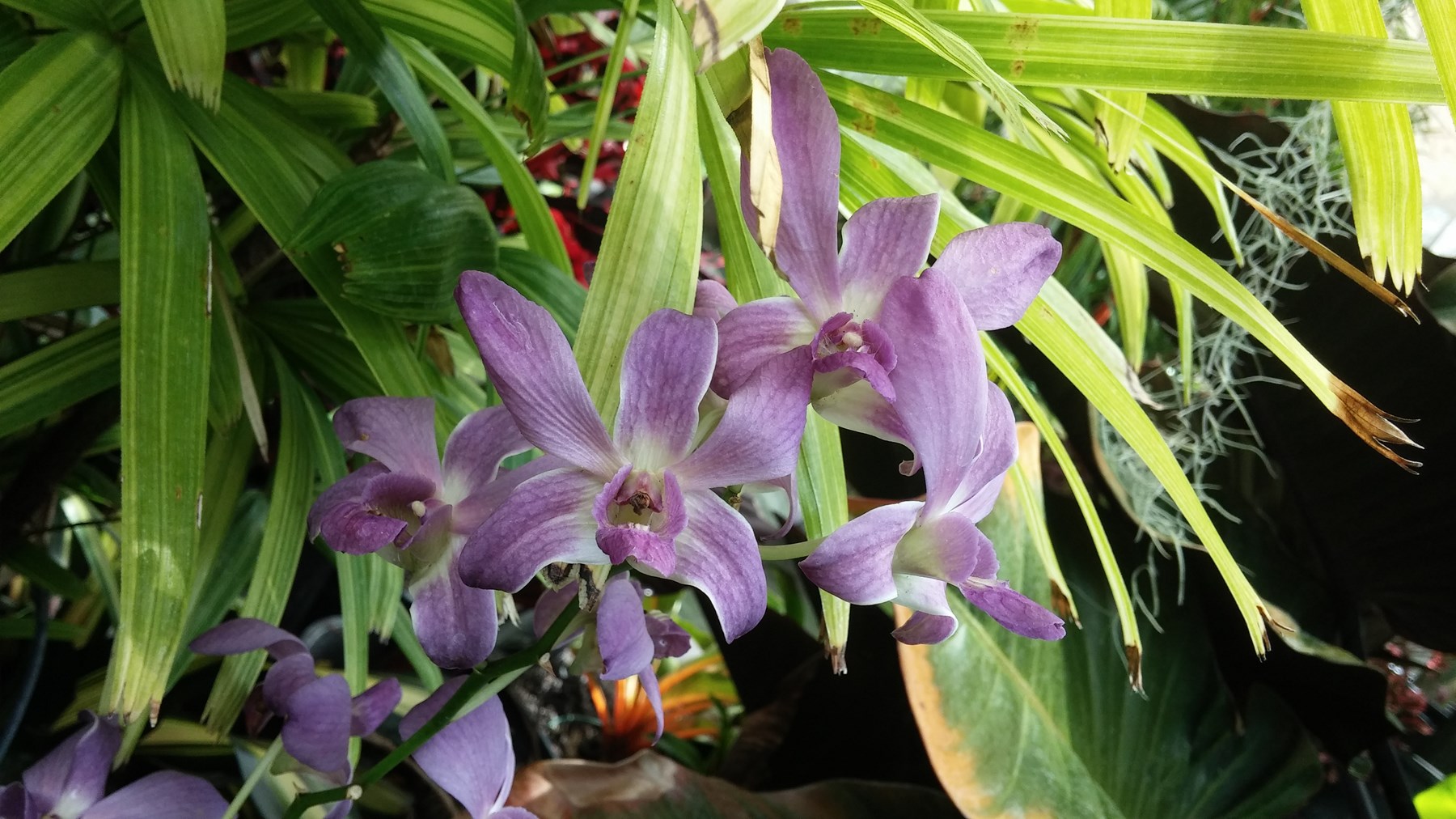 Kazuko Yukawa Obituary - Honolulu, HI