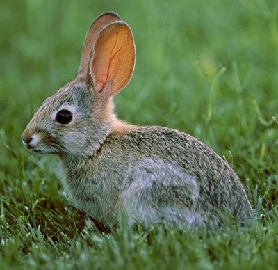 Laura Sue Runyan Obituary - Lubbock, TX