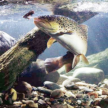 Ray Lancaster Obituary - Montevallo, AL