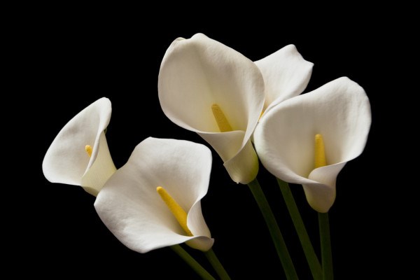 Robert Secrest Obituary - Renton, WA