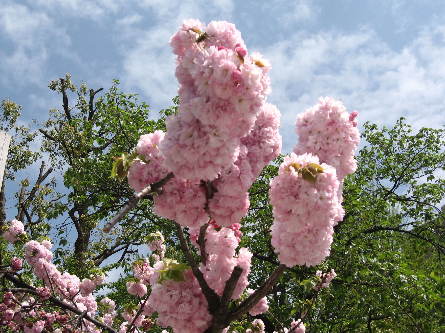 Kathleen Hessel Obituary - Portland, OR