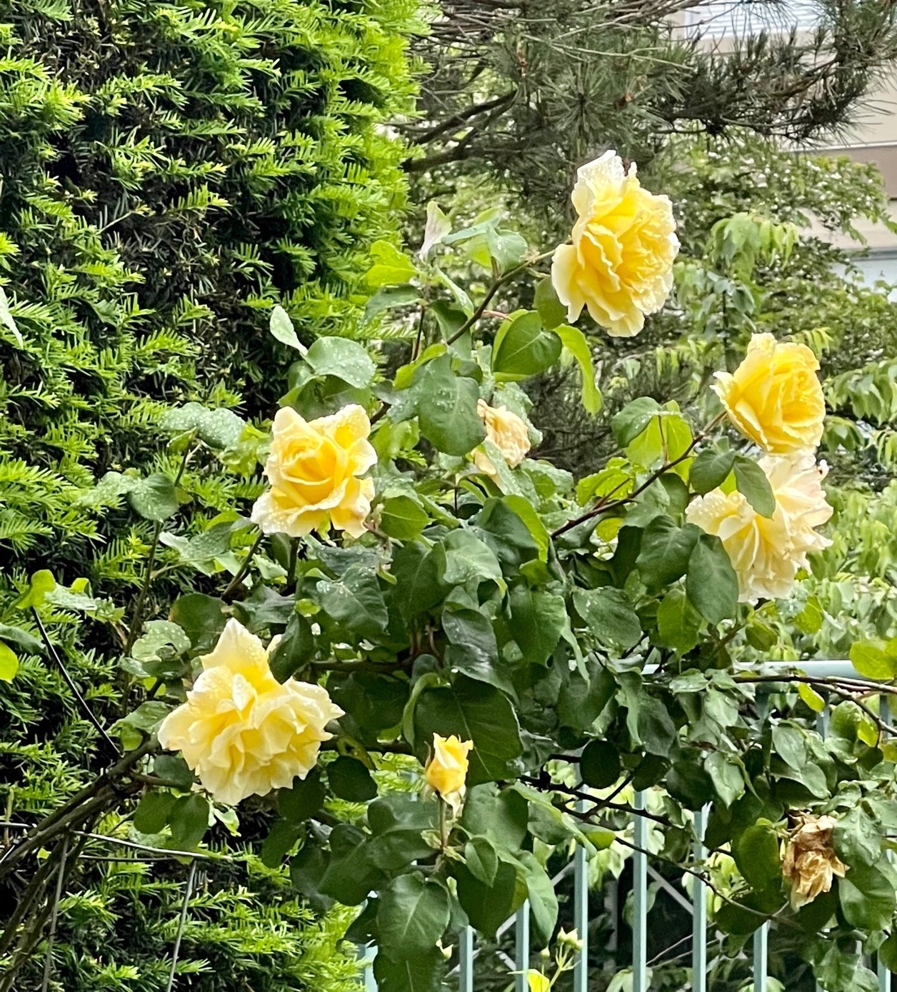 Brenda Lee Weimer Obituary - Vancouver, BC