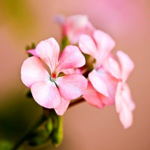 Amanda McClendon Obituary - Tucson, AZ