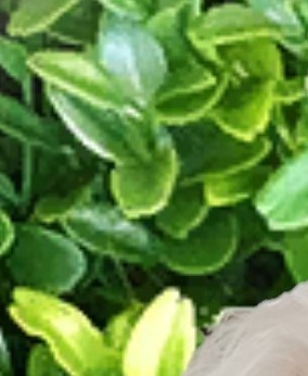 Jacqueline Gauvin Obituary - l Ancienne-Lorette, QC Jacqueline Gauvin Obituary - l Ancienne-Lorette, QC