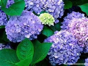 Susan T. Cannella Obituary - Staten Island, NY