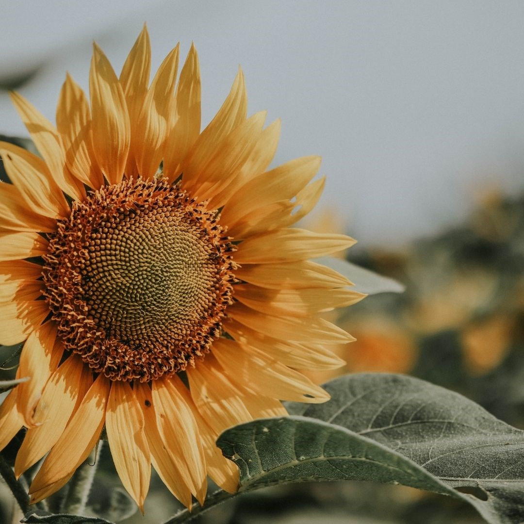 Lisa Bell Obituary - Grapevine, TX