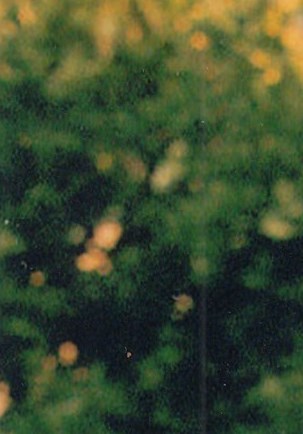Injun Yu Obituary - San Jose, CA Injun Yu Obituary - San Jose, CA