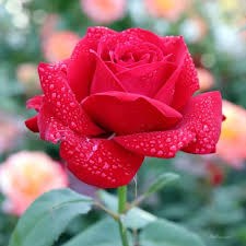 Lorene Kay Baldwin Obituary - Barstow, CA