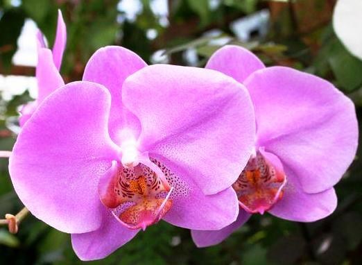 Lois Dagley Obituary - Jacksonville Beach, FL