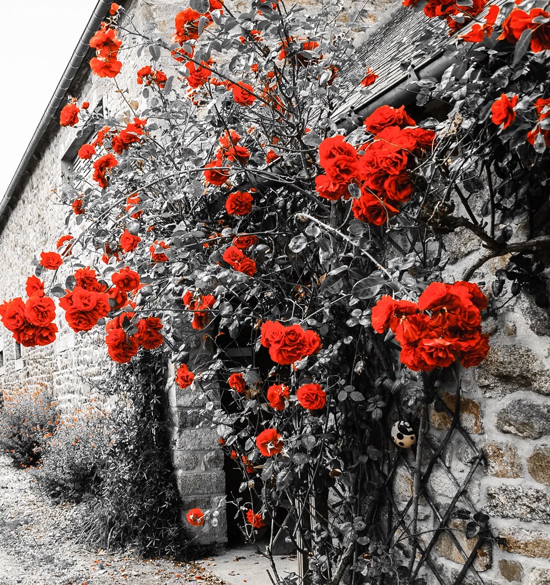 Mamie Papamichael Obituary - Arlington, VA