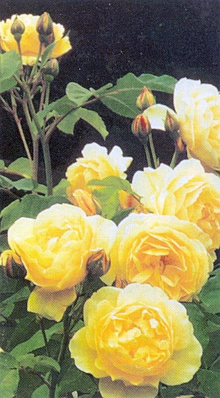 Linda Susan Emler Obituary - Clovis, CA Linda Susan Emler Obituary - Clovis, CA