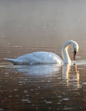 Colleen Sheehan Obituary - Gaithersburg, MD
