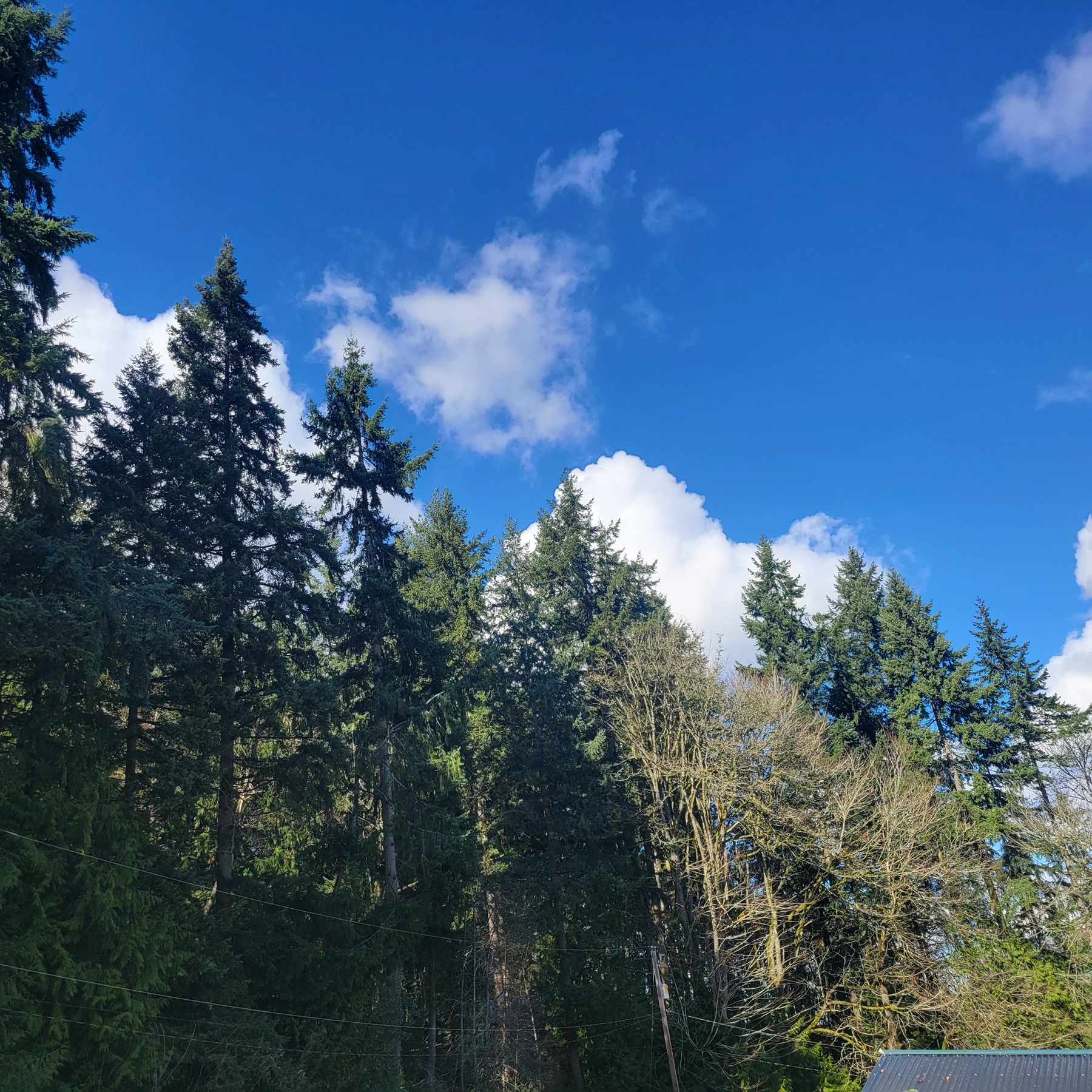 William Hayashi Obituary - Bothell, WA