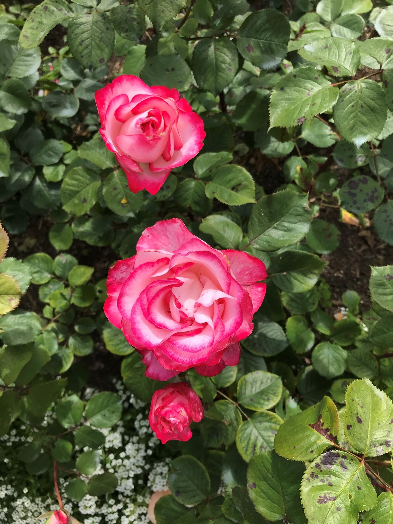 Xana Alexandra Daley Obituary - Vancouver, BC