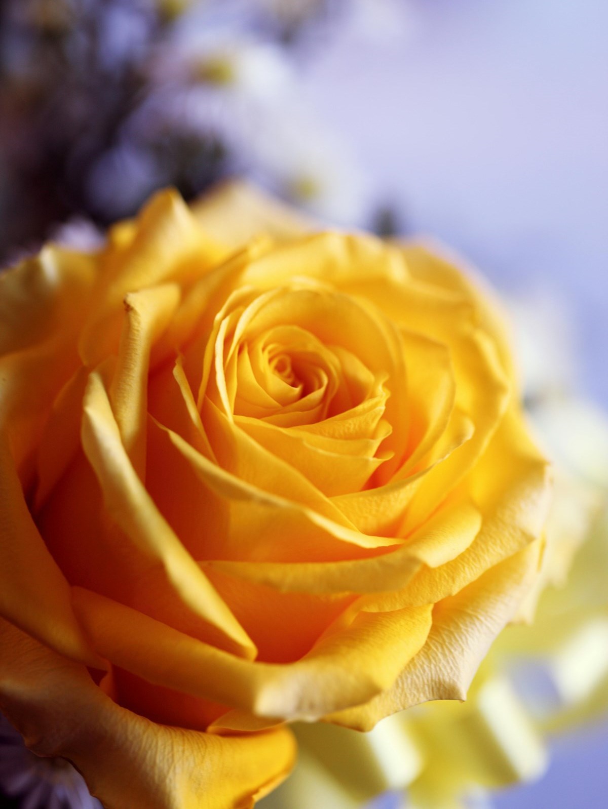 Georgia Freeman Obituary - Branchville, NJ