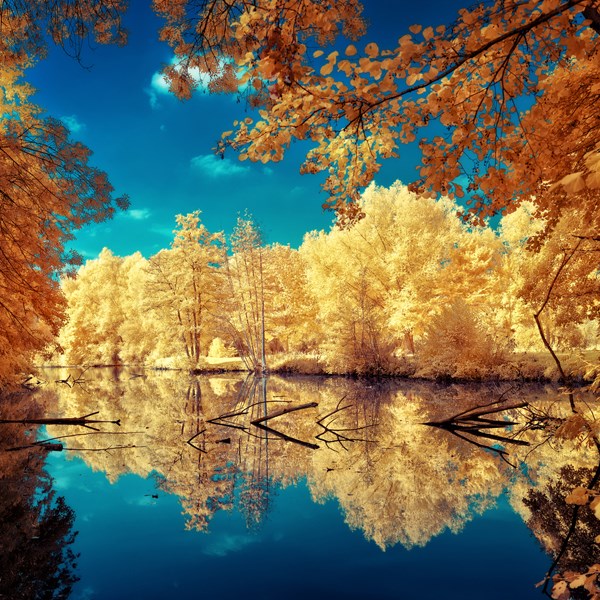 Stephanie Carol Browne Sandlin Obituary - Jacksonville, FL