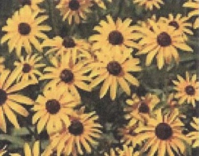 Ruby Forbes Obituary - Jacksonville, FL