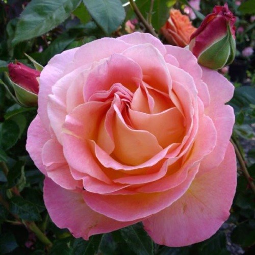 Jane Simons Obituary - Clearwater, FL