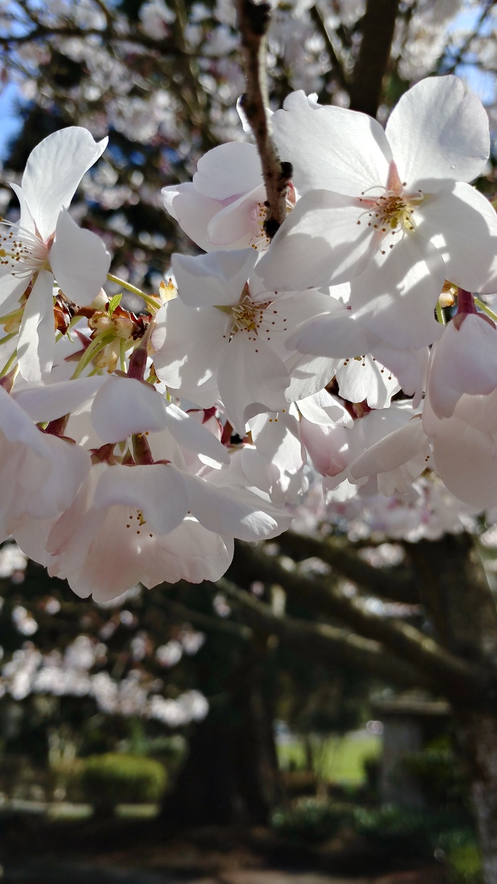 Frank Stine Obituary