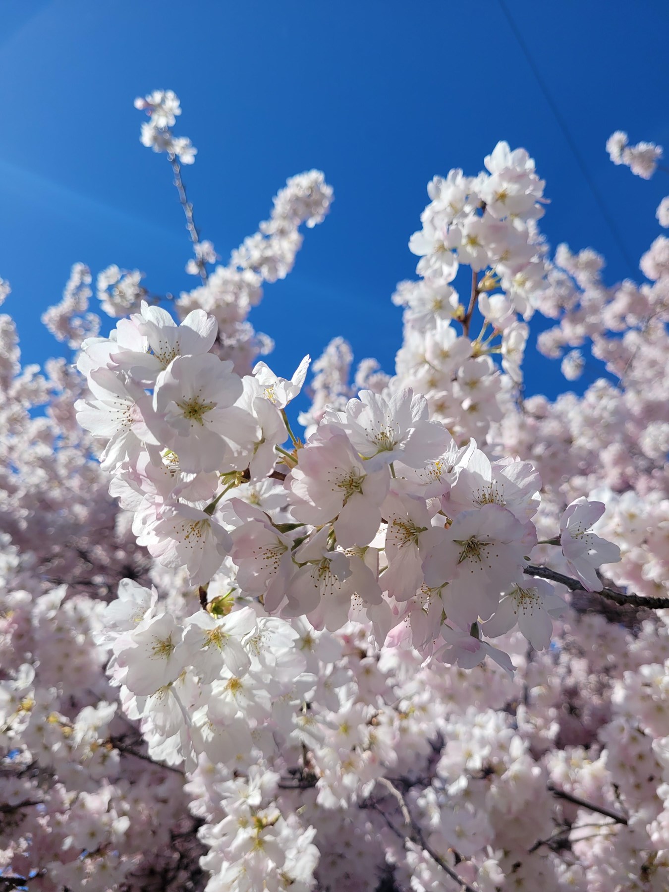 David Chantler Obituary - Vancouver, BC
