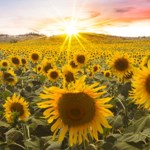 Huntington Beach, CA Obituaries Online | Find Huntington Beach Obituaries